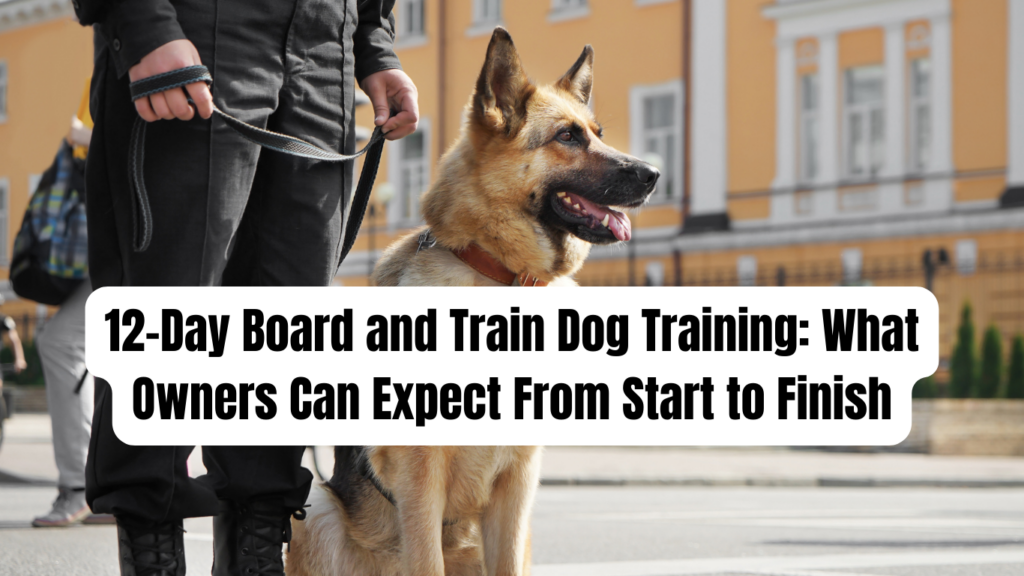 12-Day Board and Train Dog Training What Owners Can Expect From Start ...